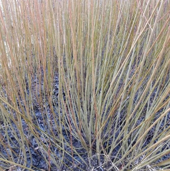 Packing Twine Willow Bush Cutting to Grow - Low Growing Bush with Long ...