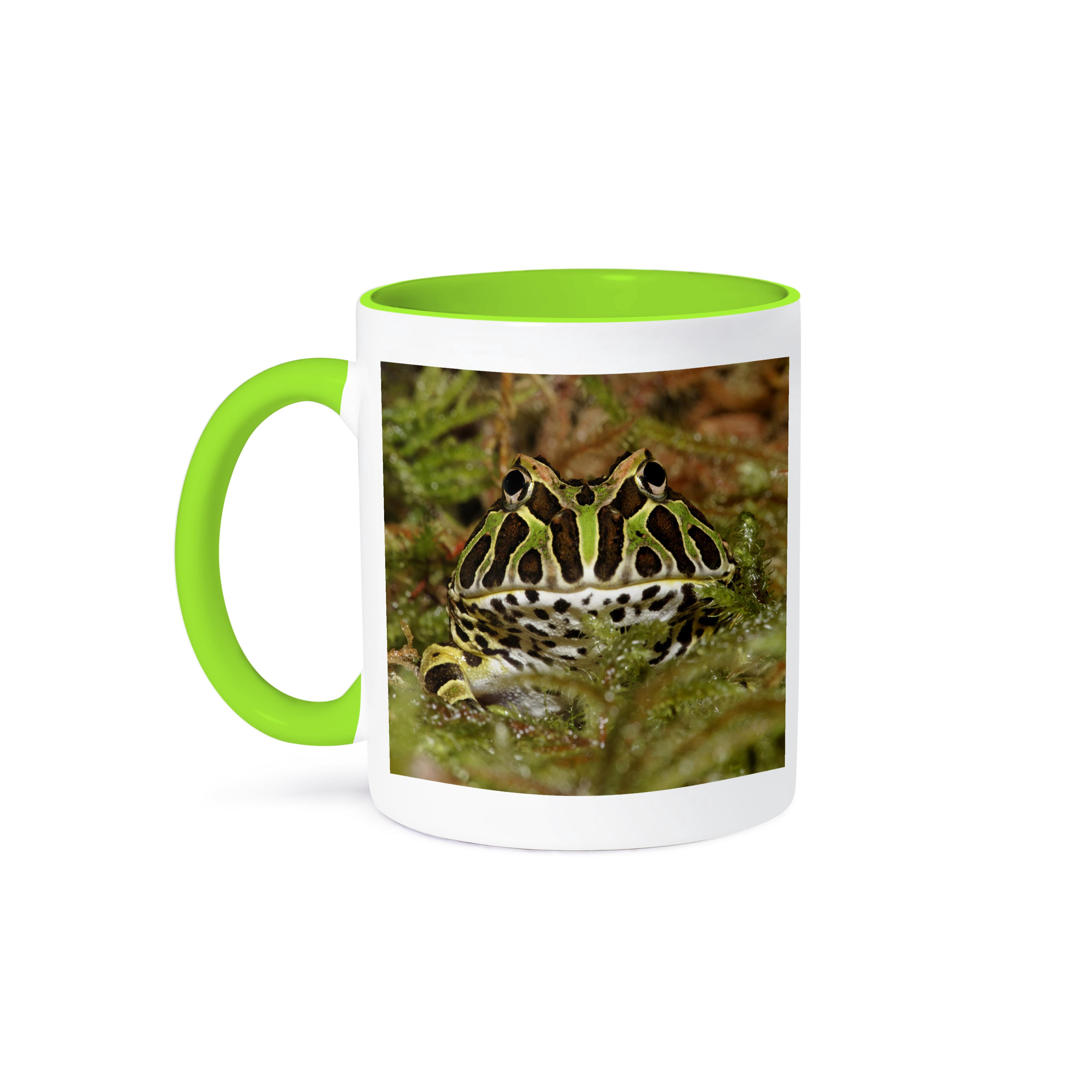 3dRose, Pacman frog, South American Horned frog - NA02 AJE0361 - Adam ...