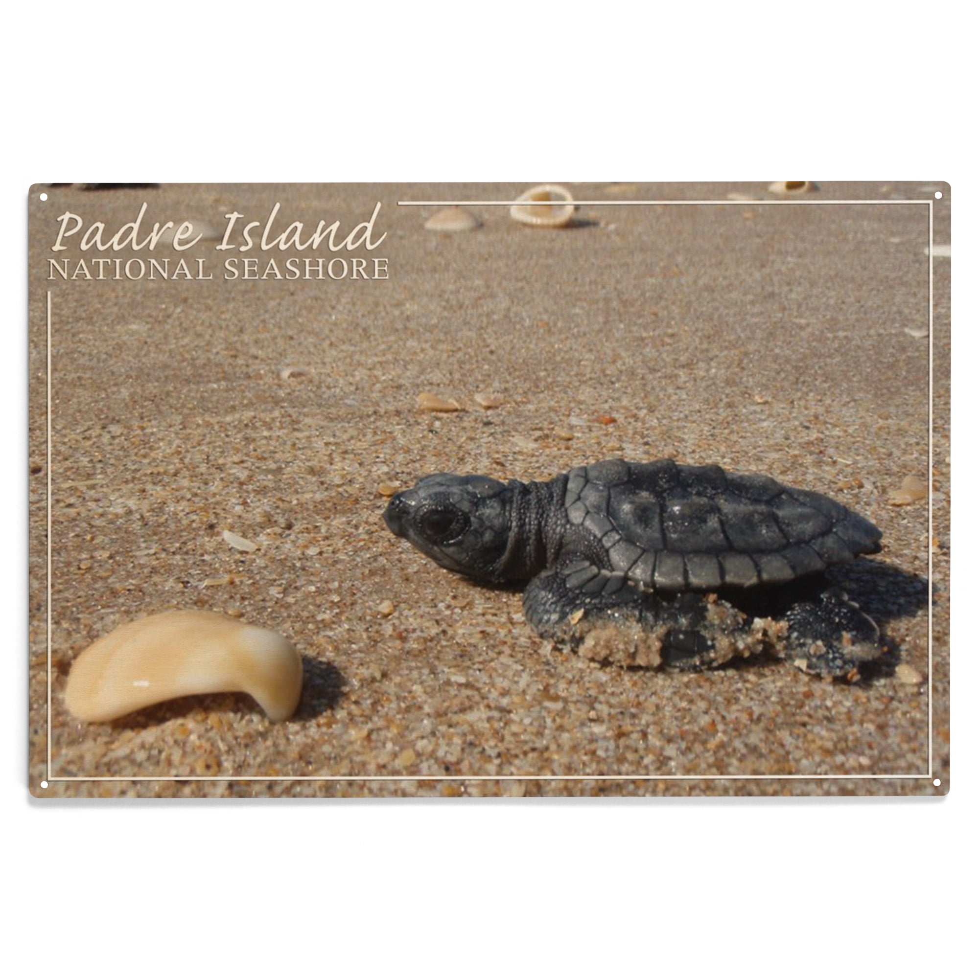 Padre Island National Seashore, Kemp's Ridley Sea Turtle Birch Wood ...