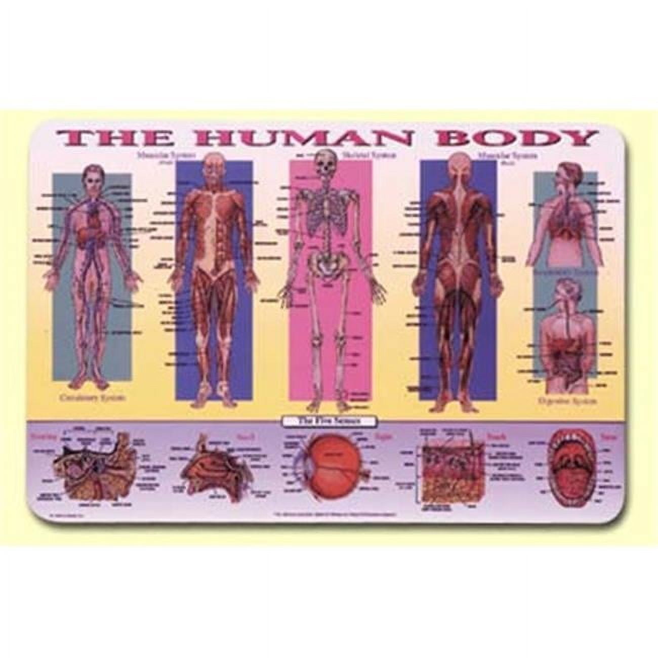 Painless Learning Human Body Placemat, Laminated, Educational for ...