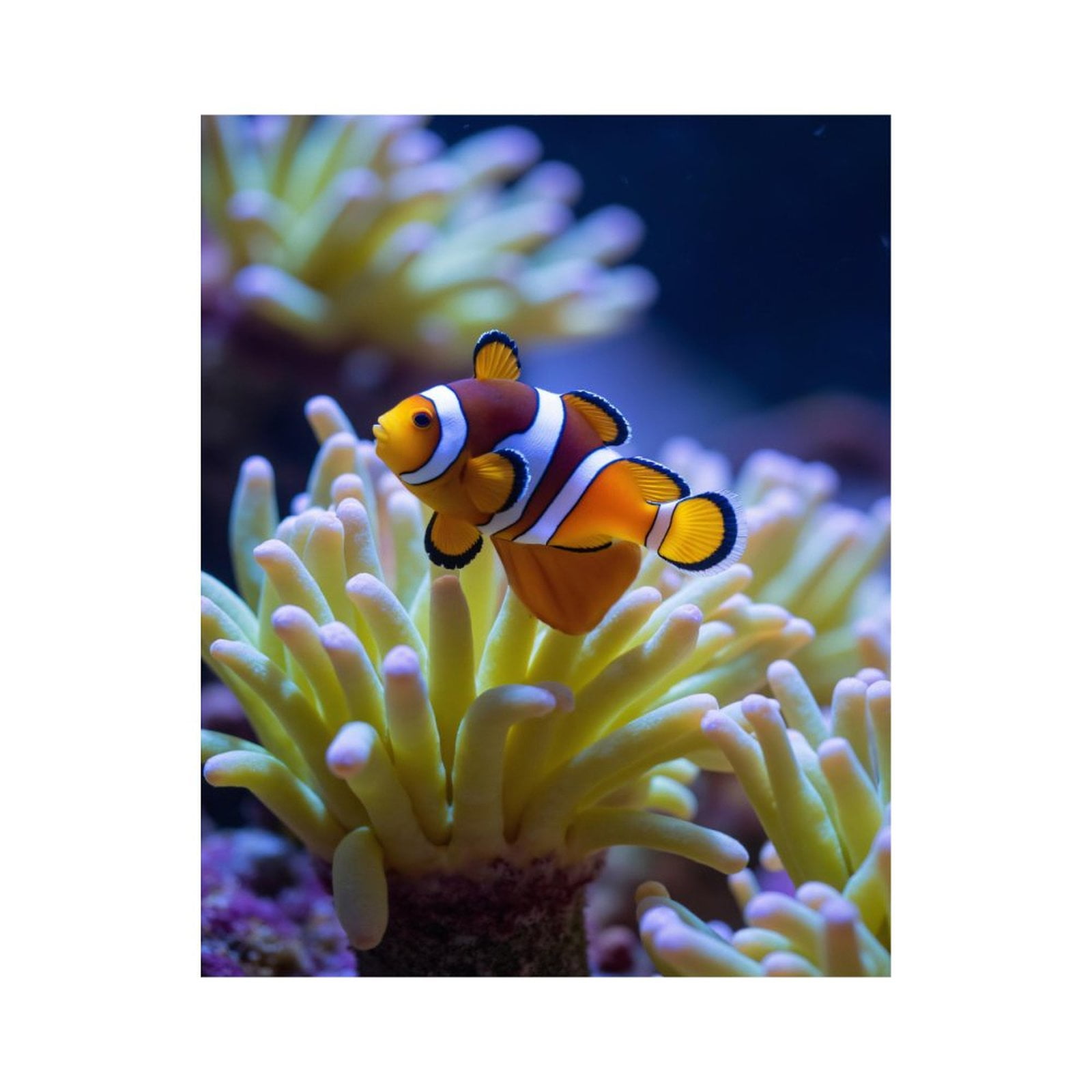 Paint by Numbers Kit for Adults, Clownfish Coral Reef Underwater Scene ...