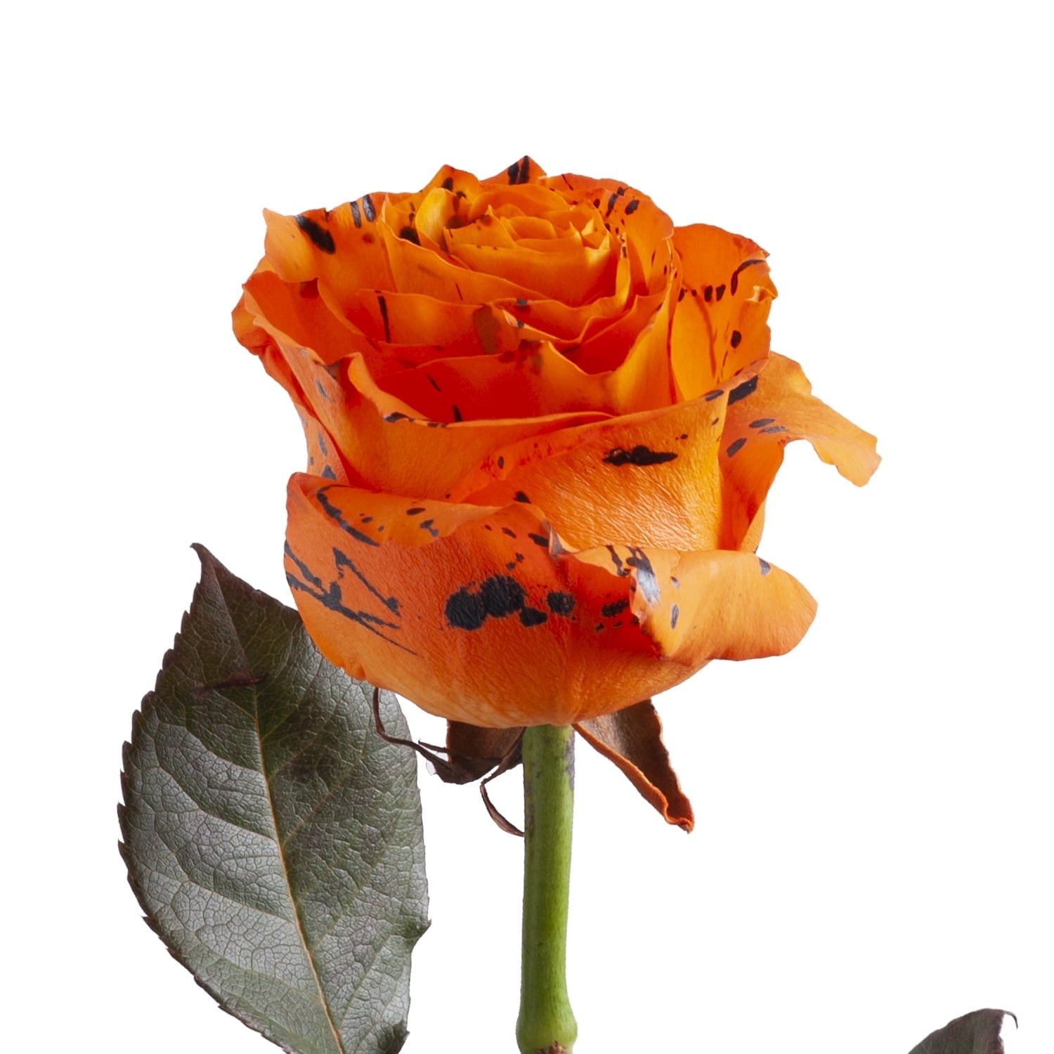 Painted Alchemia Confetti Roses - 50 cm - Fresh Cut Flowers - 50 Stems ...