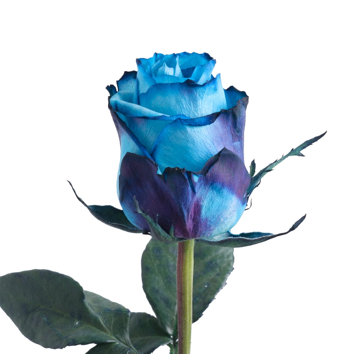 Painted Avatar Roses 50 cm - Fresh Cut - 100 Stems - Walmart.com