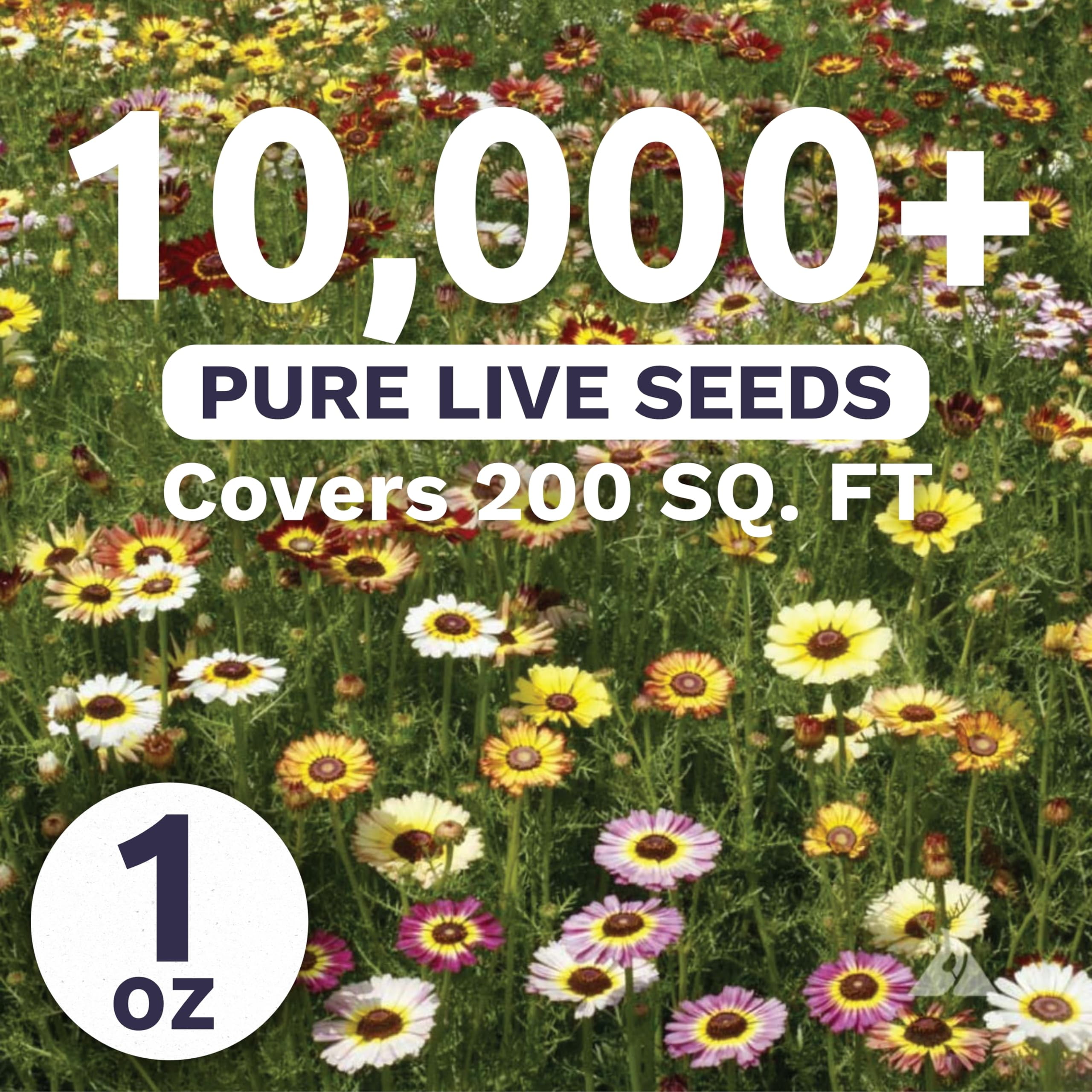 Painted Daisy - Large 1 Ounce Packet H2FSD- 10,000 Flower Seeds for ...