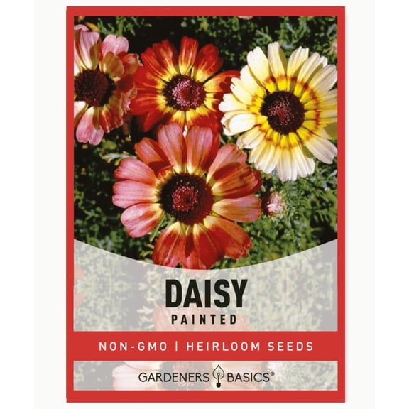 Daisy Seeds for Garden and Patio Brighten Your Outdoor Space