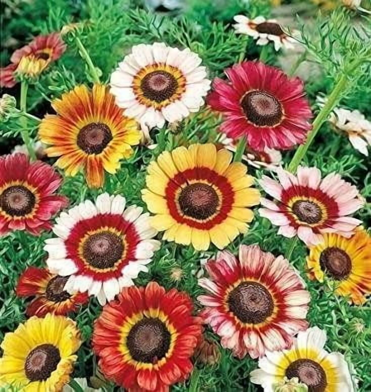 Painted Daisy/Tricolor Daisy 200 Non-GMO, Heirloom Seeds. Chrysanthemum ...