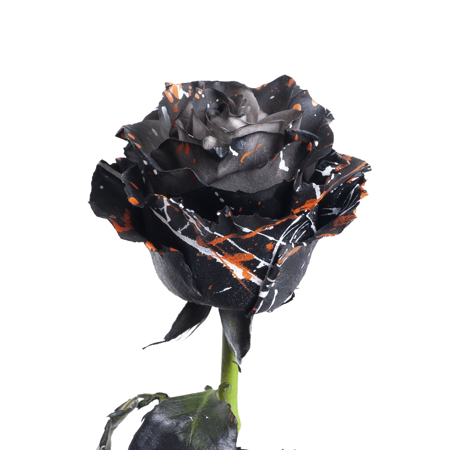 Painted Darkness Confetti Roses 100 Stems of Black Farm Direct Fresh ...