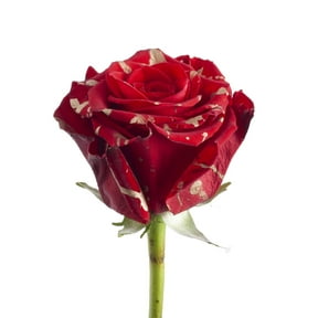 Assorted Colors - Roses - Farm Direct Fresh Cut Flowers - 125 Stems ...