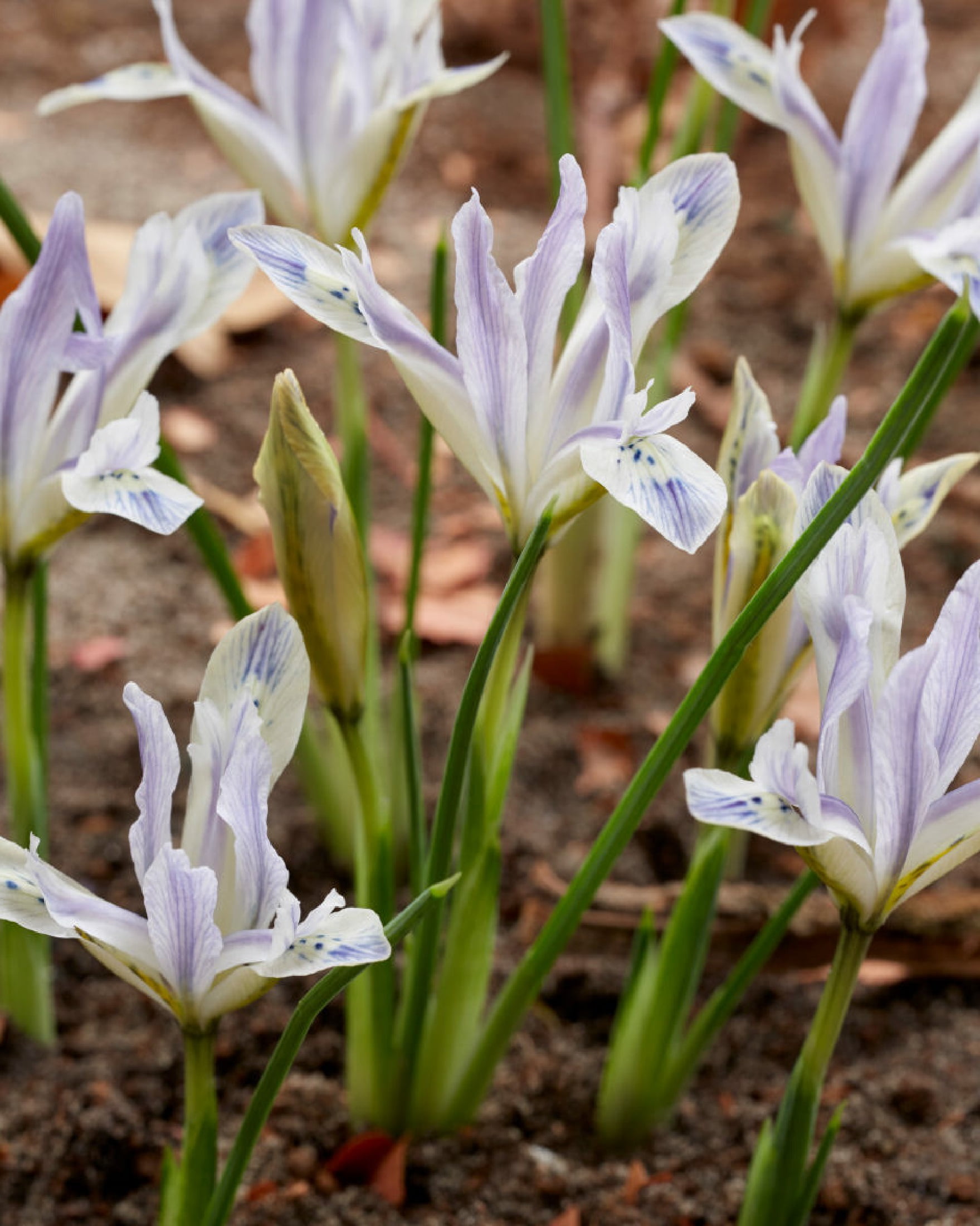 Painted Lady - Dwarf Iris reticulata - 20 Bulbs - 5/+cm Bulbs - Walmart.com