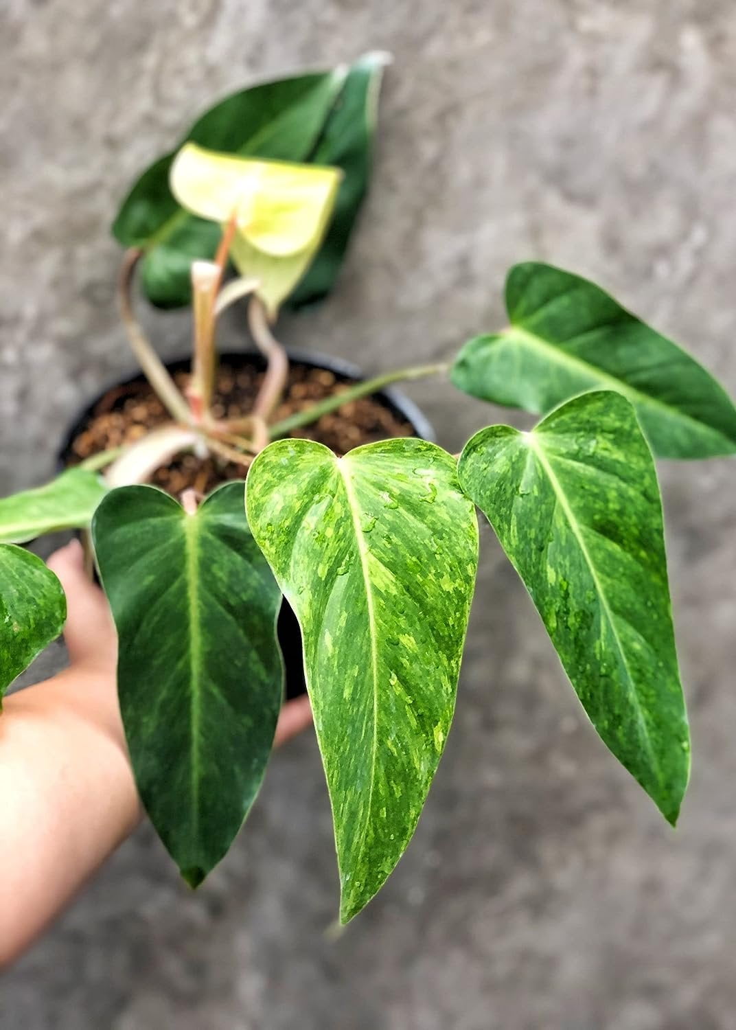 Painted Lady Philodendron - Live Plant in a 4 Inch Pot - Philodendron ...