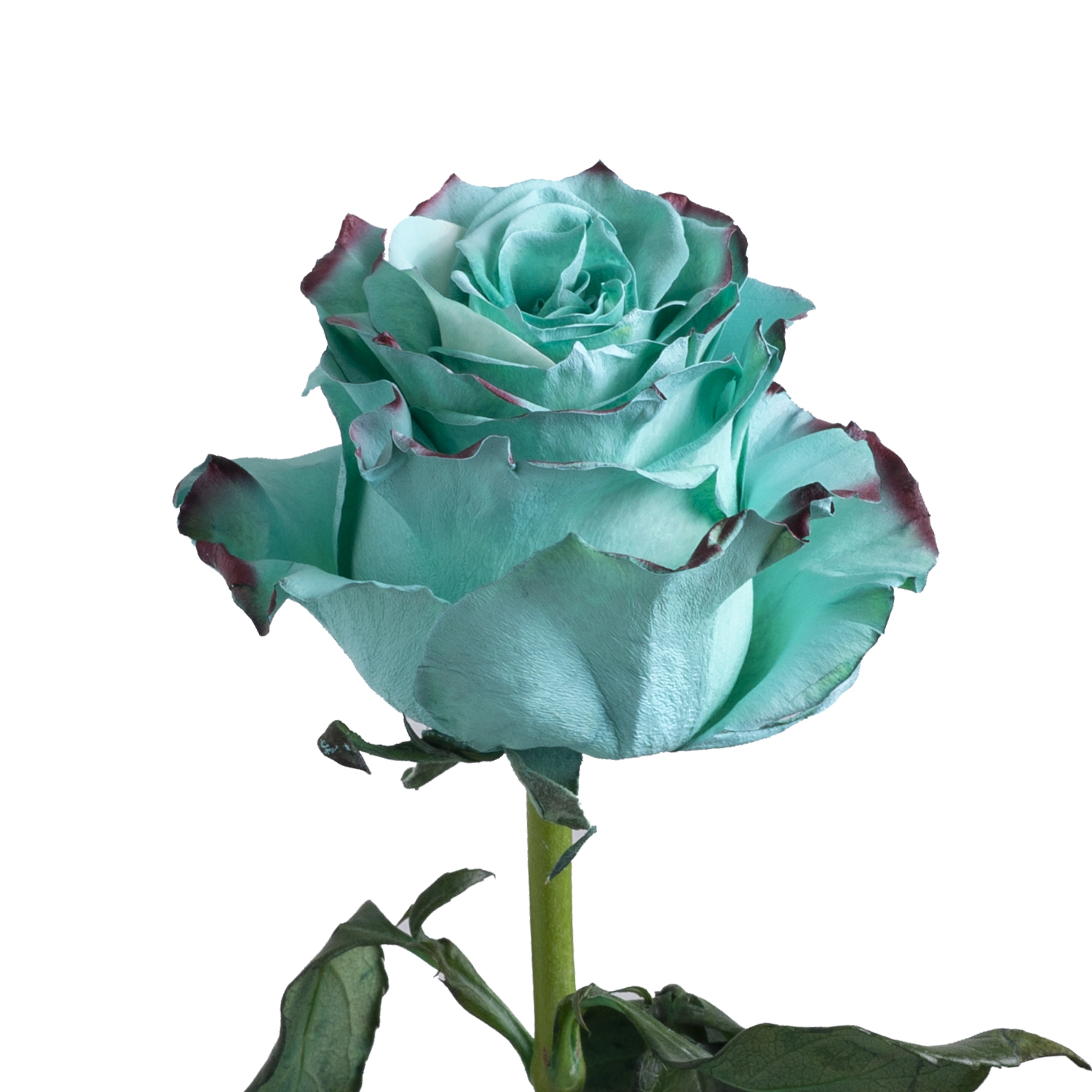 Painted Lady Roses 50 cm - Fresh Cut - 100 Stems - Walmart Business ...