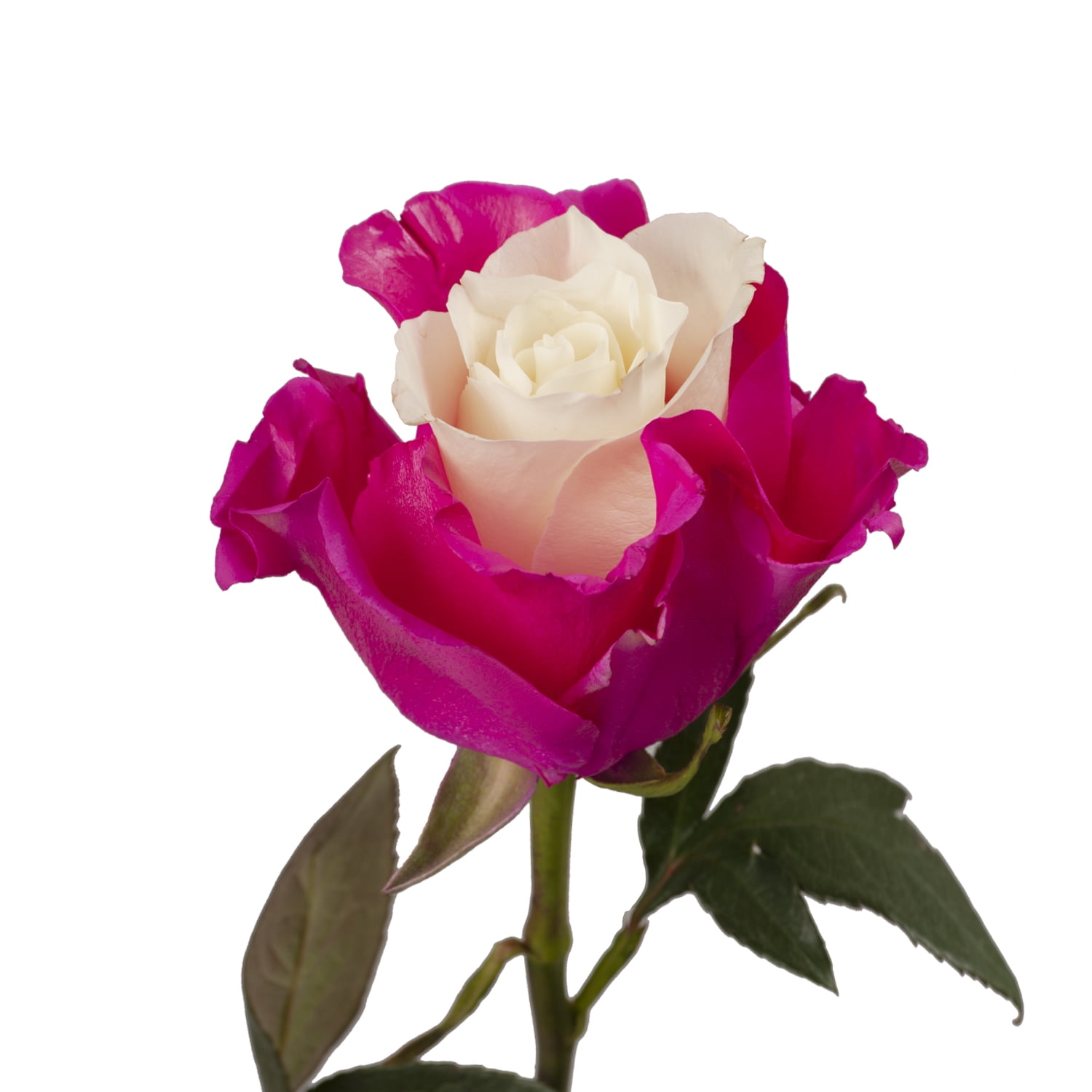 Painted Marshmallow White & Hot Pink Roses - 50 cm - Fresh Cut Flowers ...