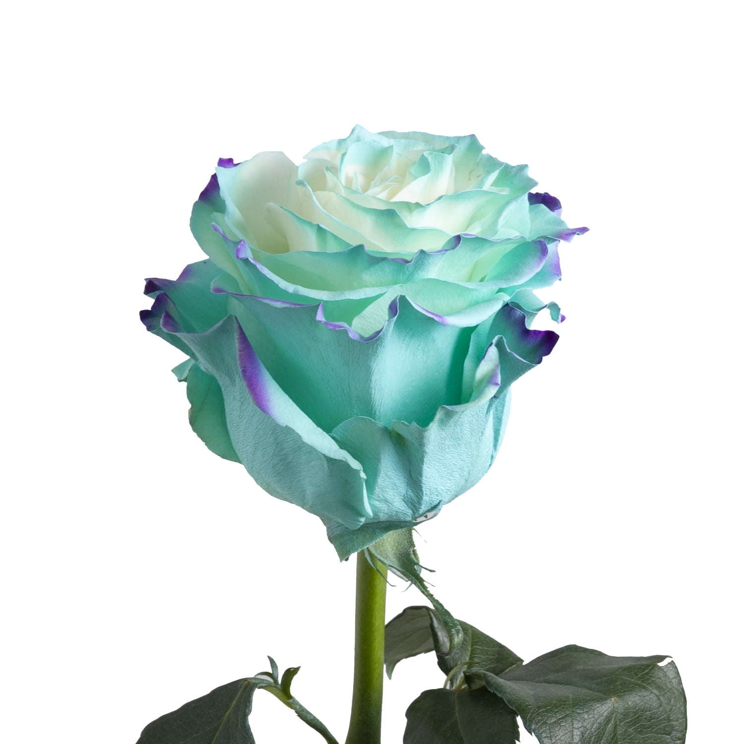 Painted Michaella Roses - Farm Direct Fresh Cut Flowers - 50 Stems ...