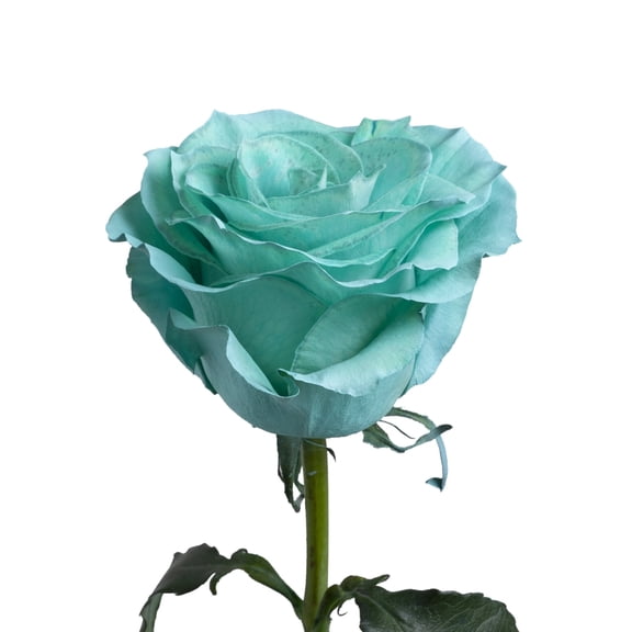 Green Roses - Farm Direct Fresh Cut Flowers - 100 Stems - Walmart.com