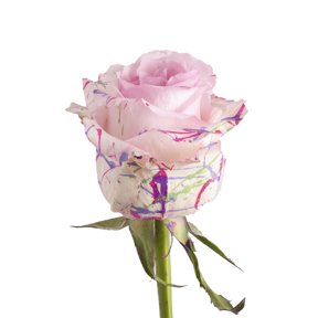 Bloomingmore Fresh Cut Roses, 50 Stems of Assorted Colors, Real Rose ...