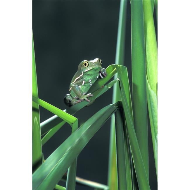 Painted Monkey Frog in Reeds Poster Print by John Pitcher, 22 x 34 ...