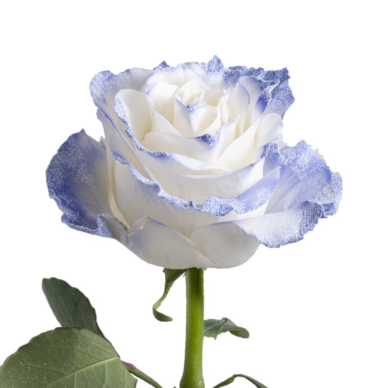 Color Of Night Rose