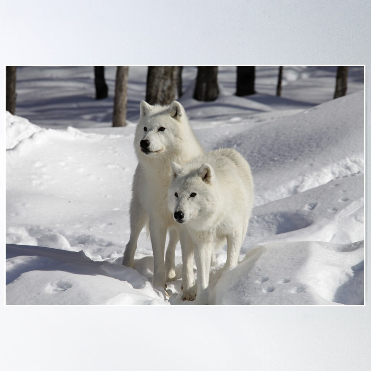 Pair Of Arctic Wolves At Forest Edge Poster Wall Art, Modern Wall Decor ...
