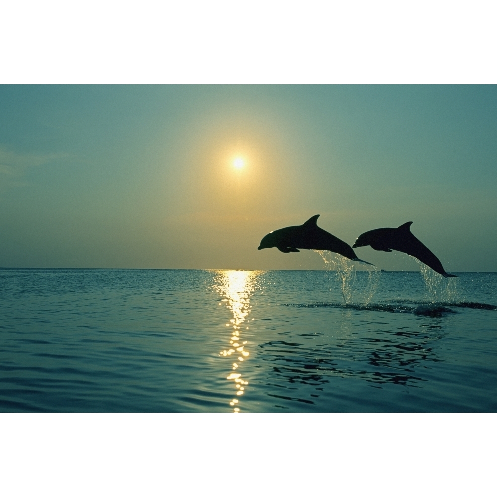 Pair Of Bottle Nose Dolphins Jumping Sunset Roatan Honduras Summer ...