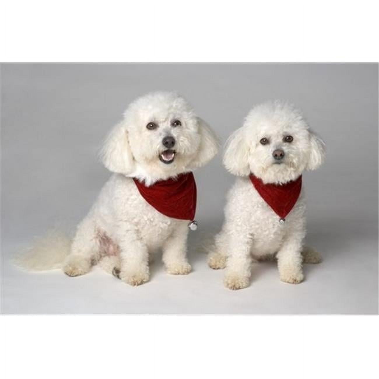 Pair Of Pedigree Dogs Poster Print - Walmart.com