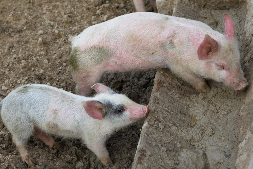 Pair of Playful Cute Little Piglets Pig Prints Wall Art Pig Pictures ...