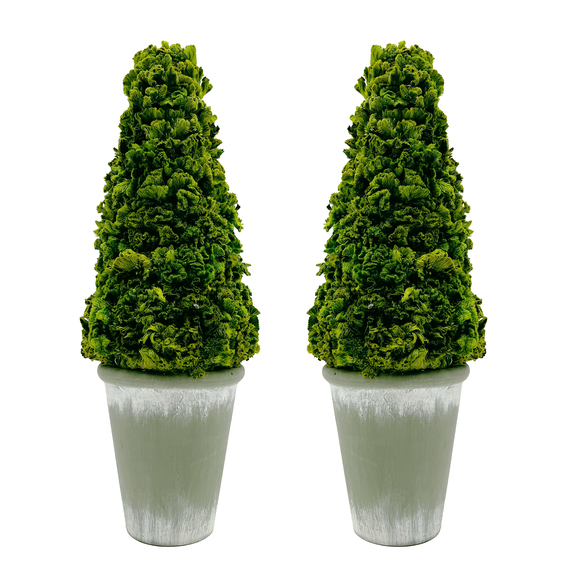 Pair of Preserved Cockscomb Cones Topiary Plants in Pots 6 in x 6 in x ...