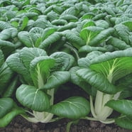 Pak Choi Seeds - Joi Choi Variety Pak Choi Seeds - Non-GMO - 50 Seeds ...