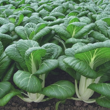 Pak Choi Seeds - Joi Choi Variety Pak Choi Seeds - Non-GMO - 50 Seeds ...