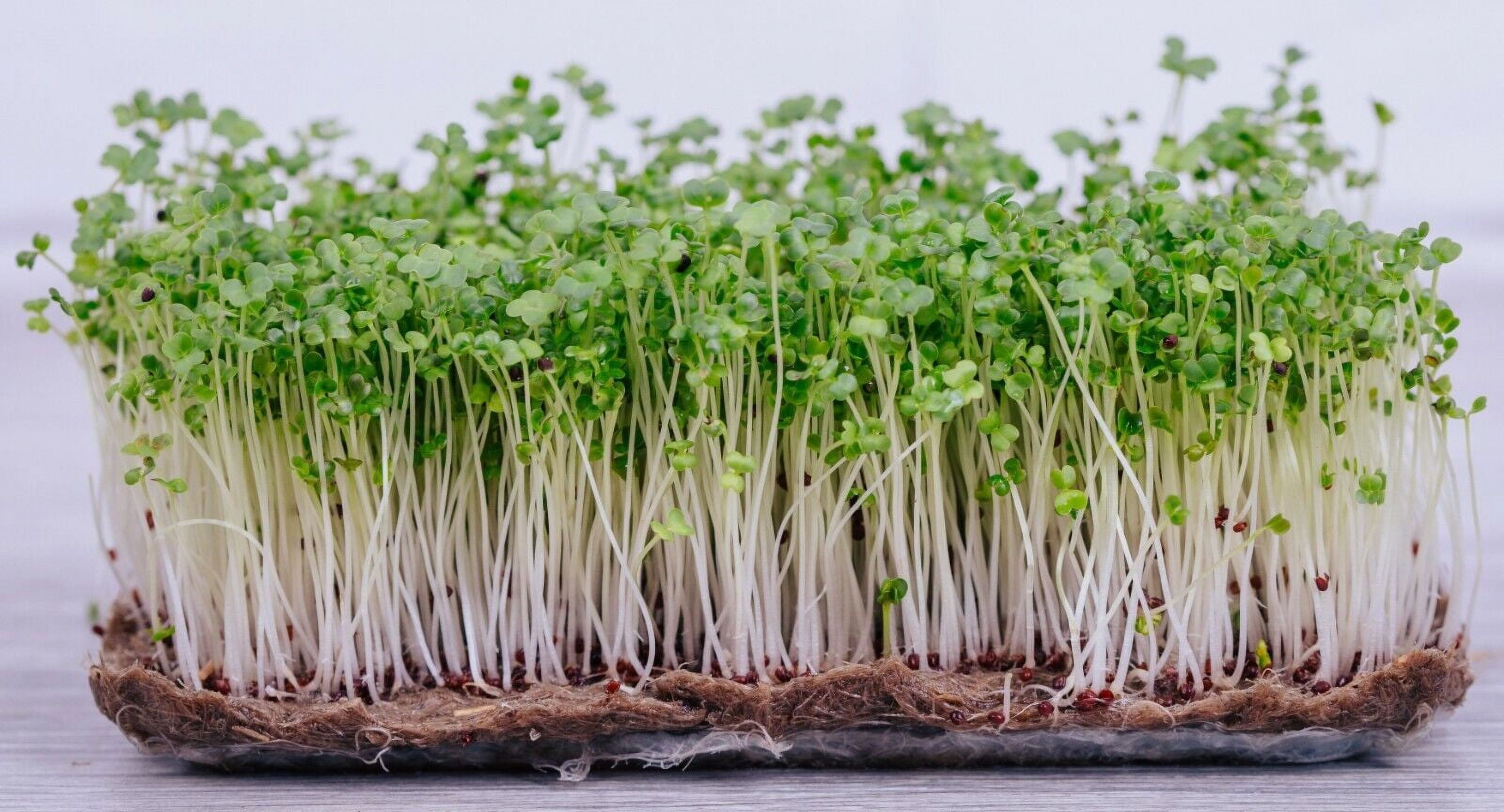Honest Seed 6800 Pak Choi Microgreen Plant Seeds, Non-GMO - Walmart.com