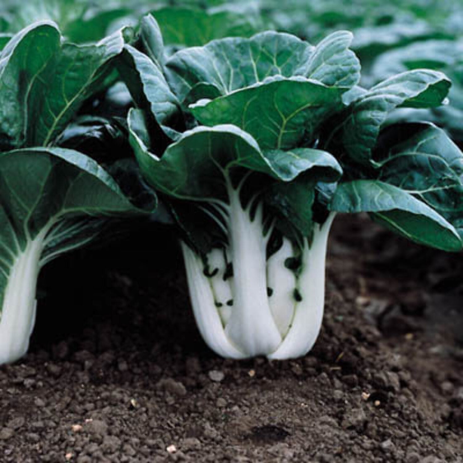 Pak Choi Seeds - Joi Choi Variety Pak Choi Seeds - Non-GMO - 50 Seeds ...