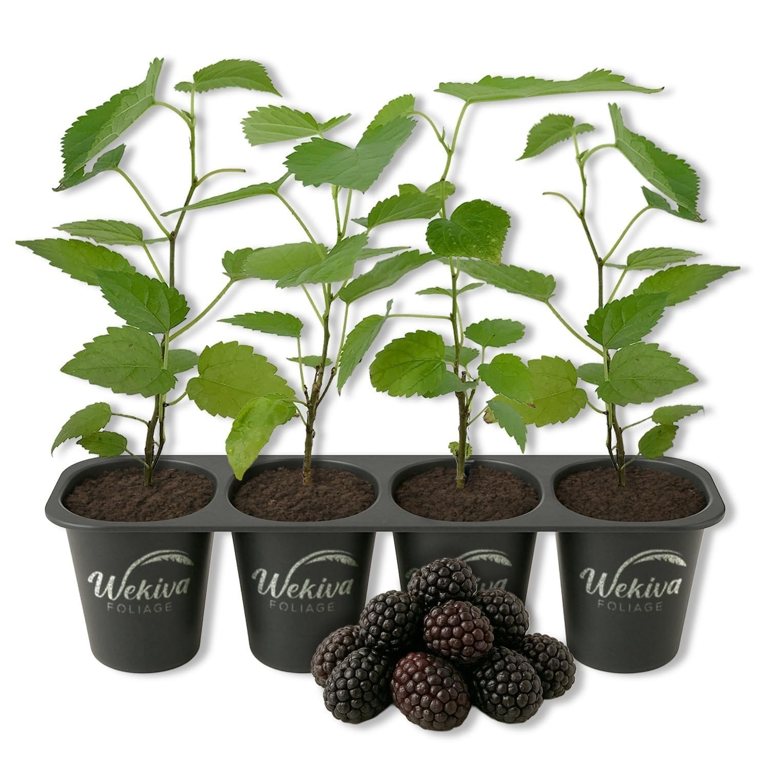Pakistan Mulberry Tree - 4 Live Starter Plants - Morus Alba - Edible ...