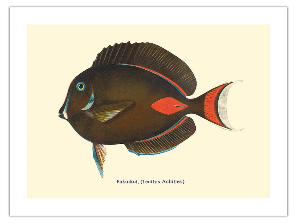 Pakuikui (Teuthis Achilles) - Achilles Tang Fish - from Fishes of ...