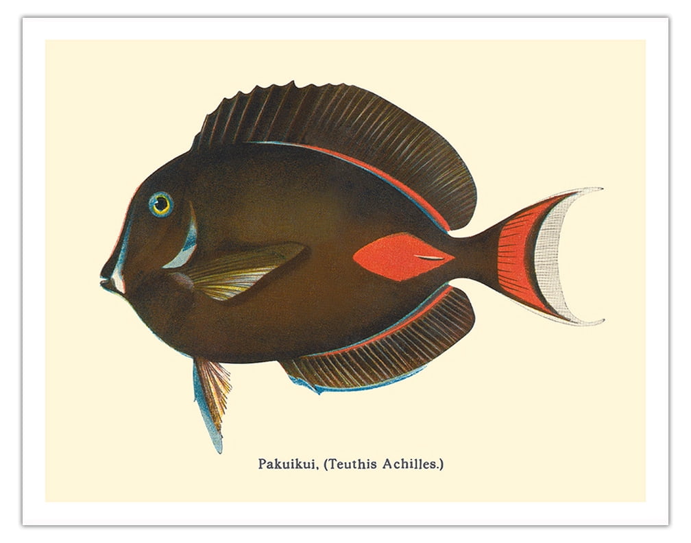 Pakuikui (Teuthis Achilles) - Achilles Tang Fish - from Fishes of ...