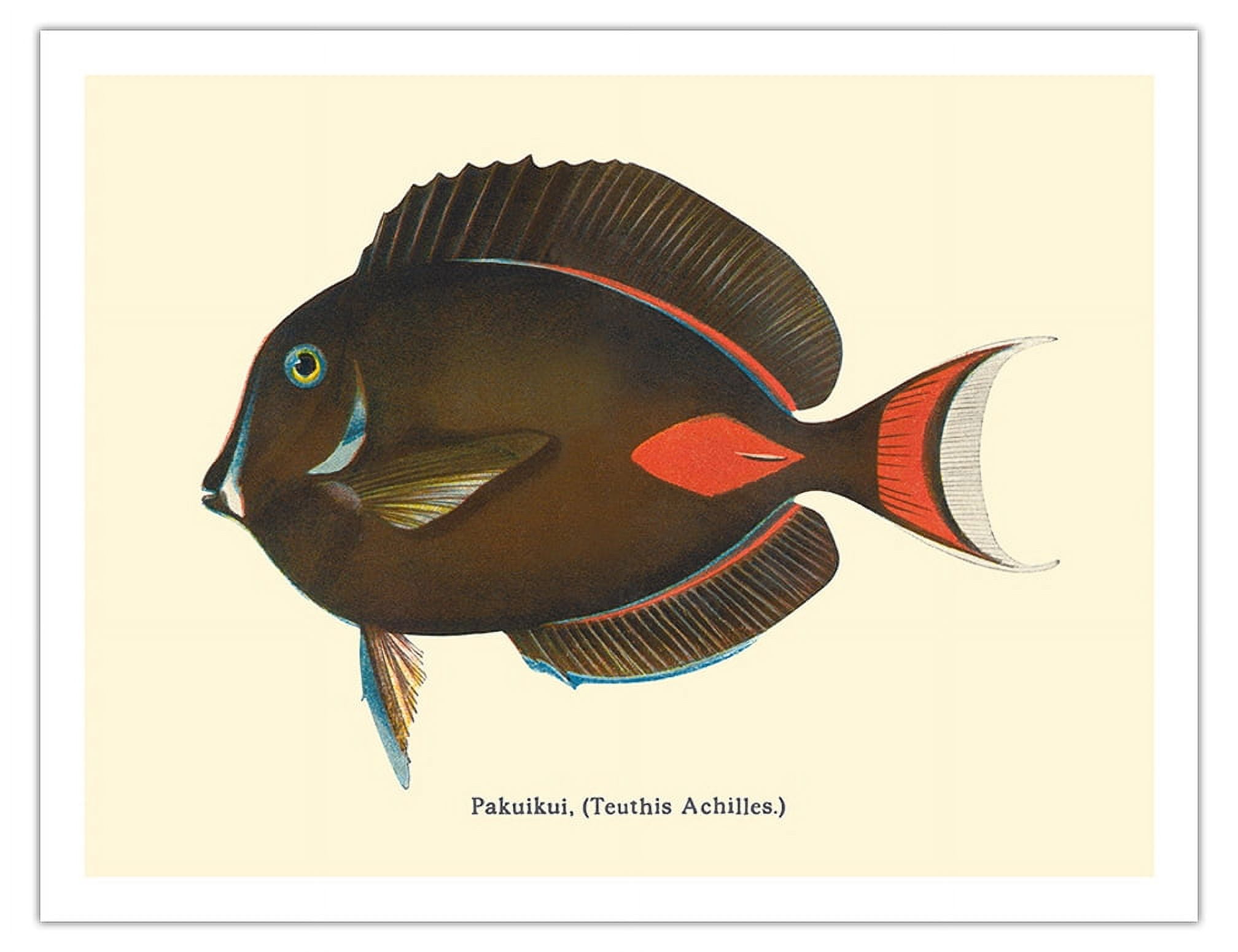 Pakuikui (Teuthis Achilles) - Achilles Tang Fish - from Fishes of ...