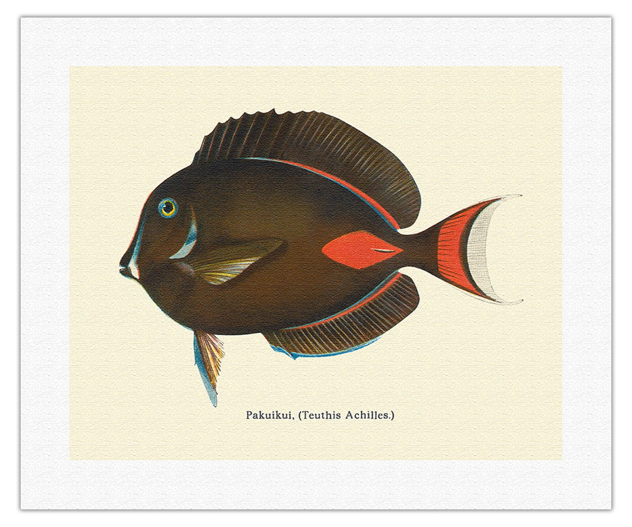 Pakuikui (Teuthis Achilles) - Achilles Tang Fish - from Fishes of ...