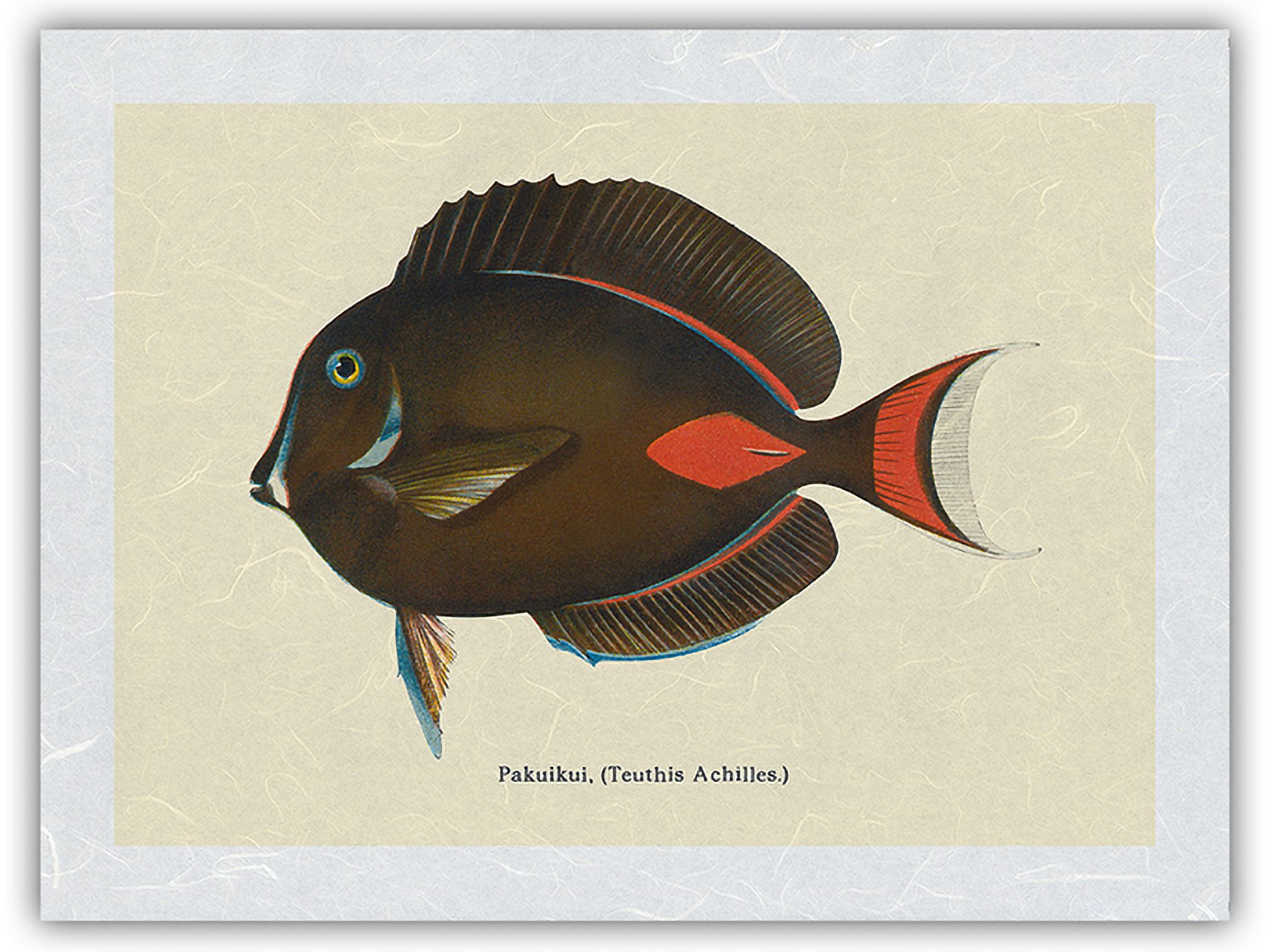 Pakuikui (Teuthis Achilles) - Achilles Tang Fish - from Fishes of ...