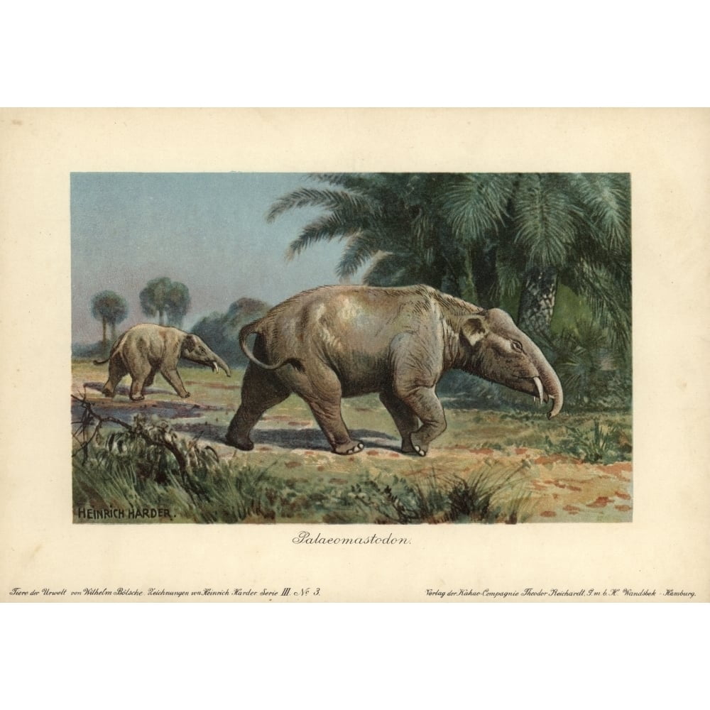 Palaeomastodon, Believed To Be The Ancestorsa Poster Print By ...