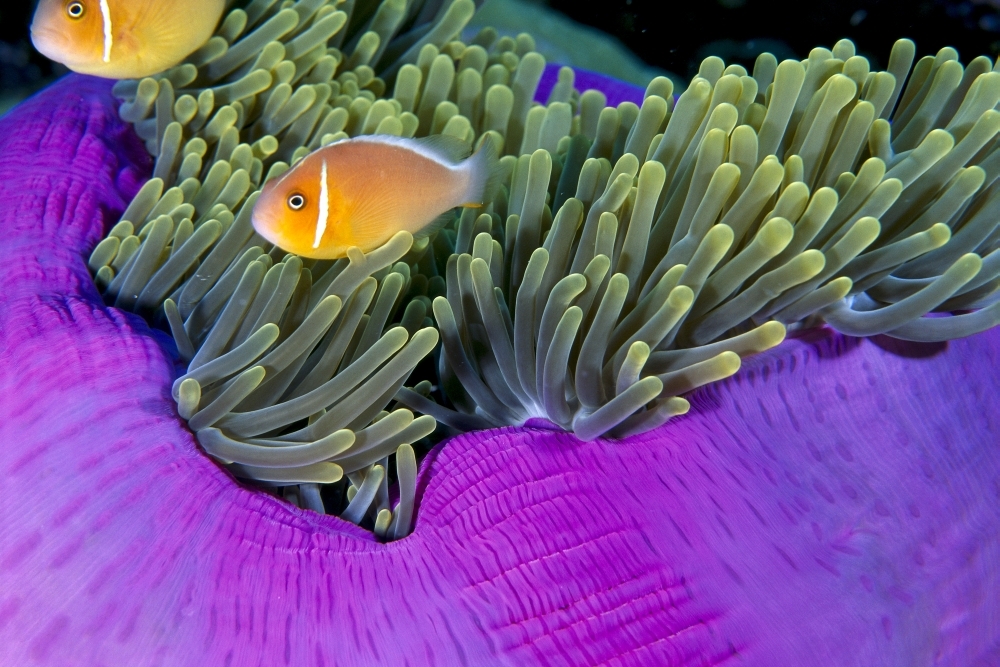 Palau, Anemonefish In Pink Anemone (Amphiprion Perideraion) B1952 ...