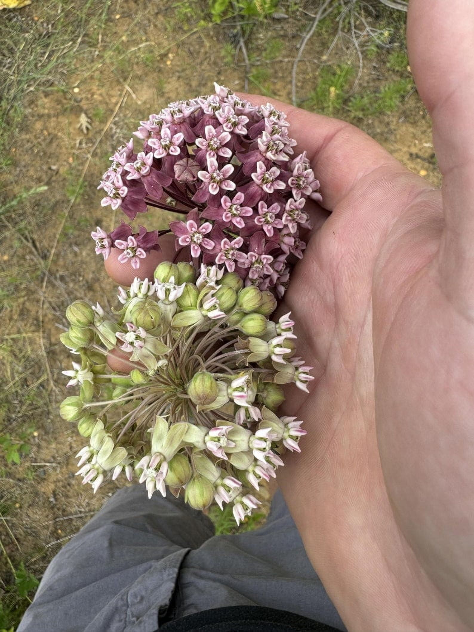 Pale Hybrid Clasping Milkweed Asclepias amplexicaulis - syriaca Seed ...