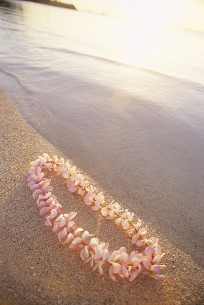 Pale Pink Plumeria Lei Along Shoreline Of Calm Water, Sunset ...