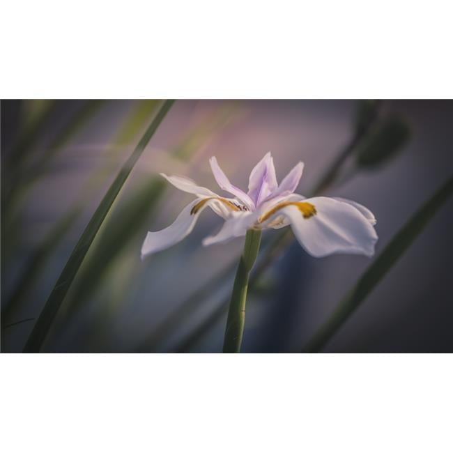 Palestine Lily - Sharon Valley Israel Poster Print - 40 x 22 in ...