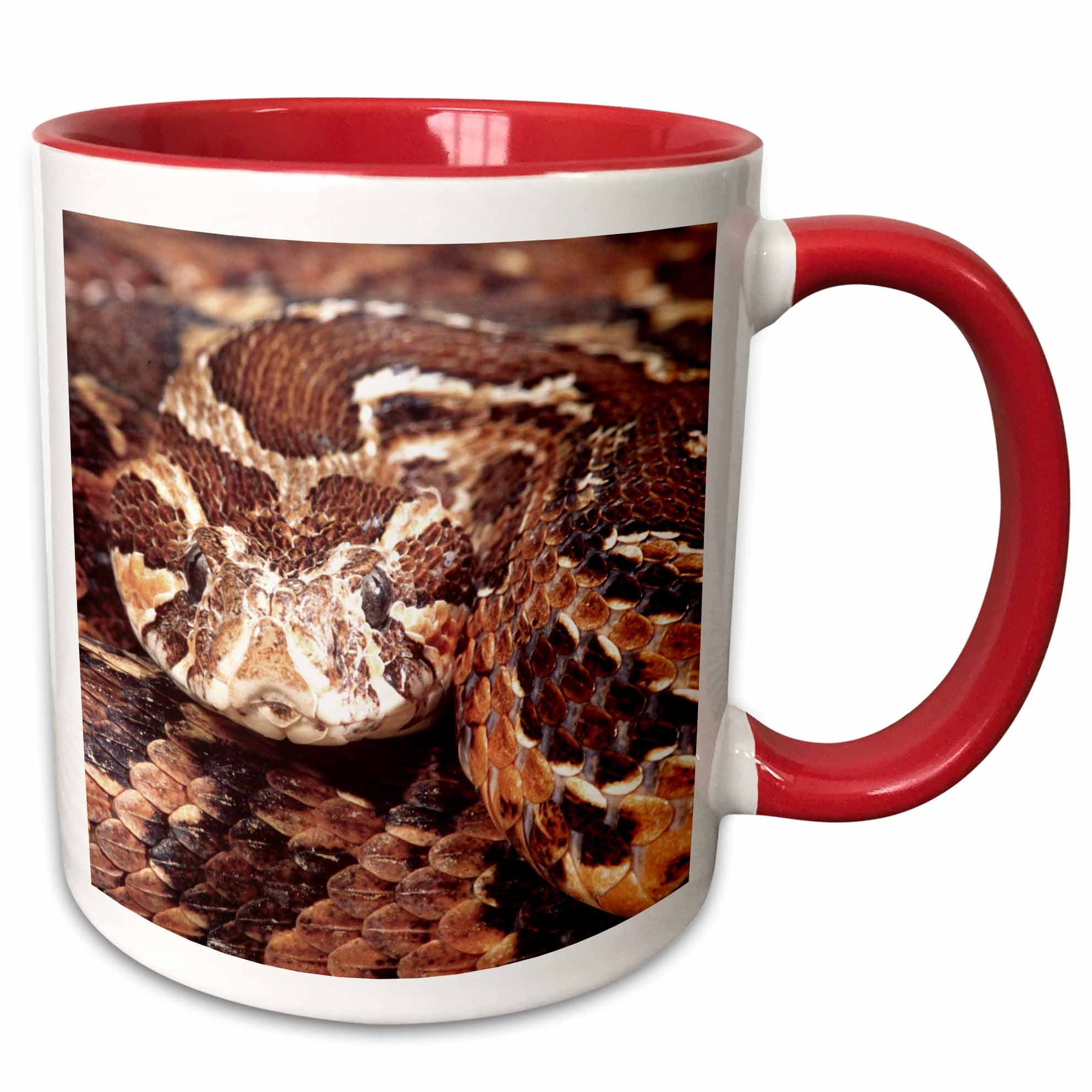 3drose, Palestine Viper Snake - Na02 Dno0440 - David Northcott, 15oz ...
