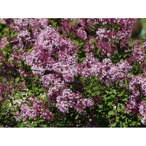 Dwarf Lilac