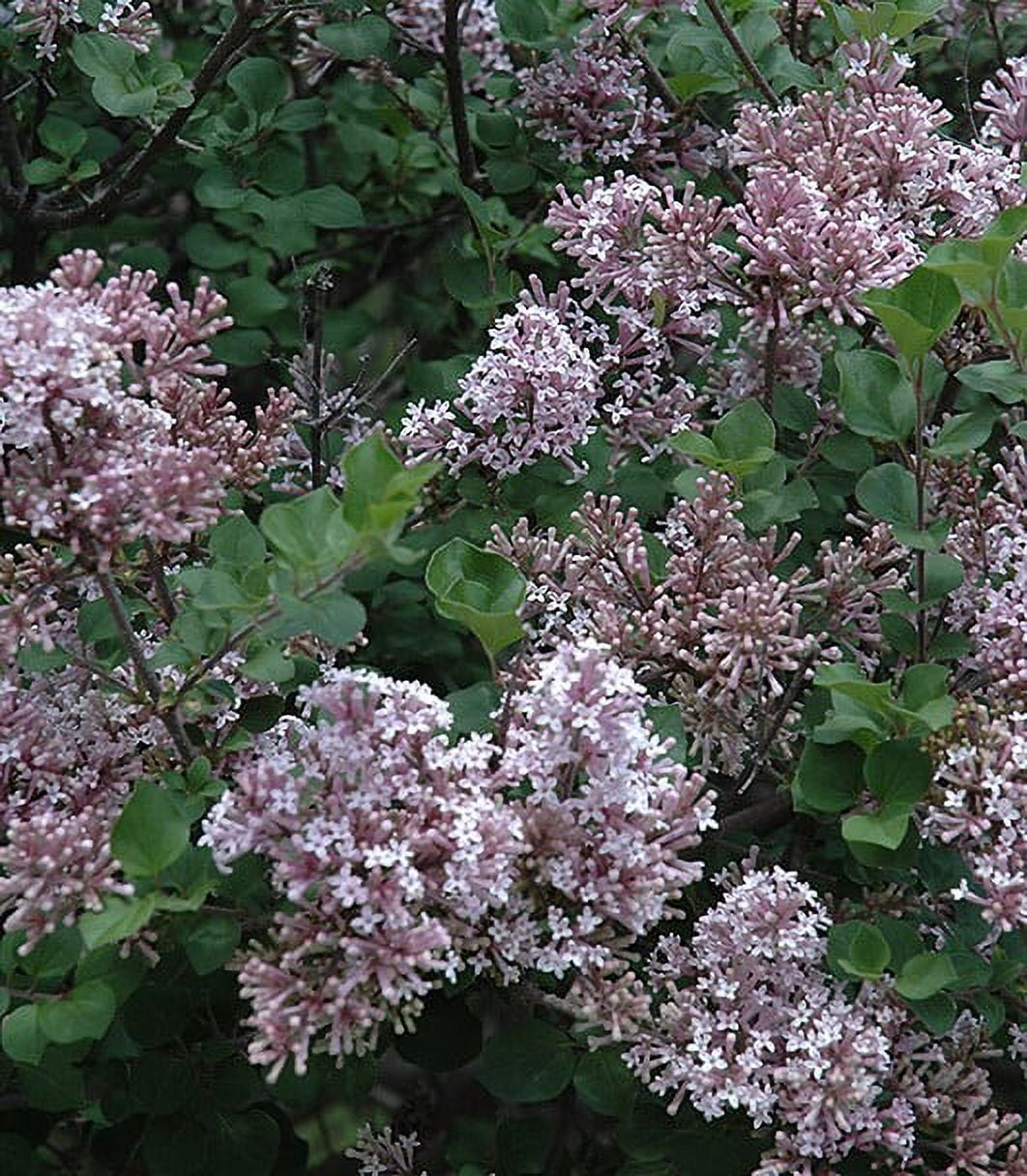 Palibin Dwarf Korean Lilac ( syringa ) - Live Plant ( 1 QT ) | Fragrant ...