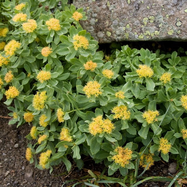 Palm Beach Medicinal CORNET Herbs - Roseroot (Rhodiola rosea) - Packet ...