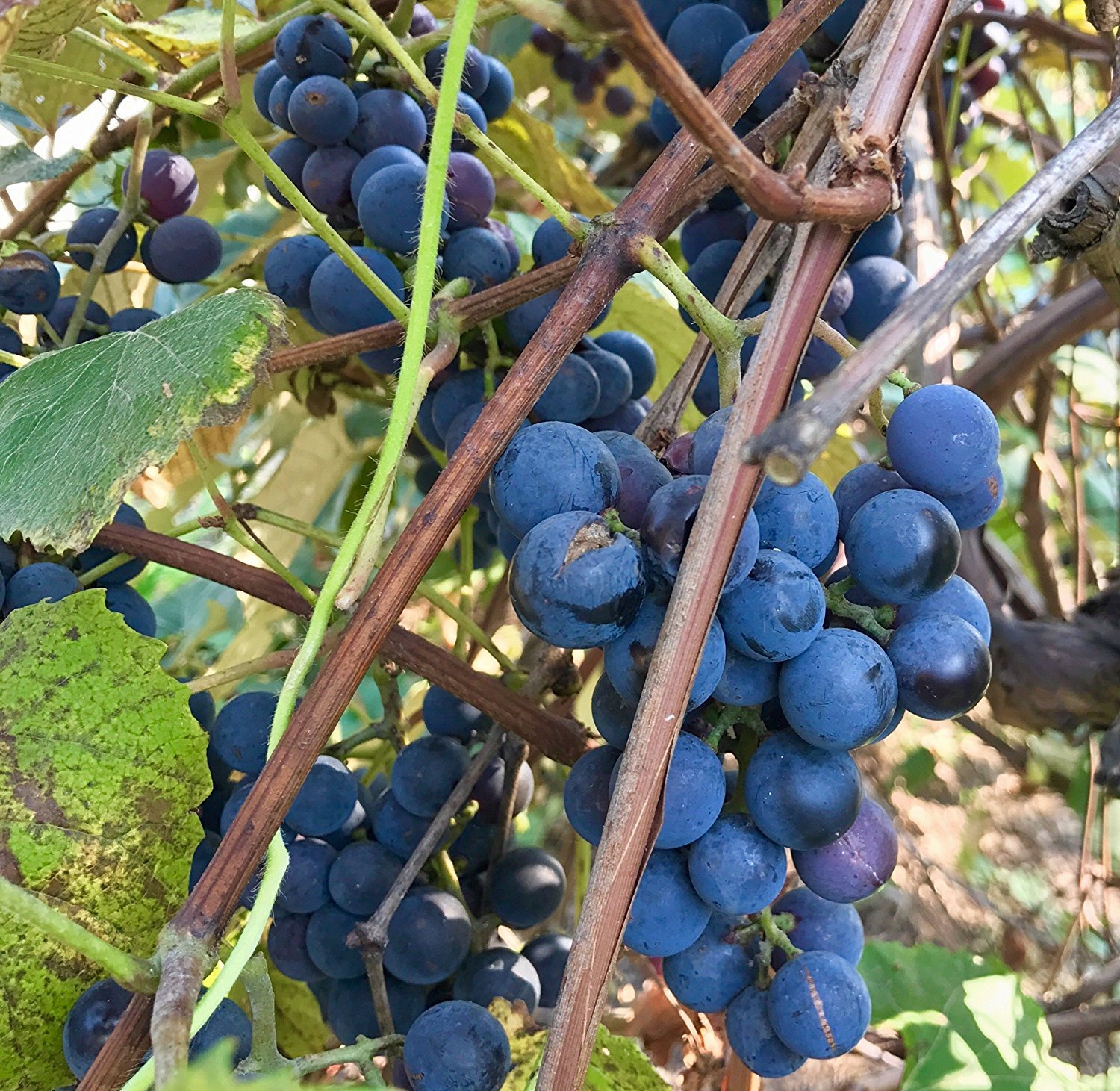 Palm Beach Medicinal Herbs Concord Grape Seeds (Vitis labrusca 'Concord ...