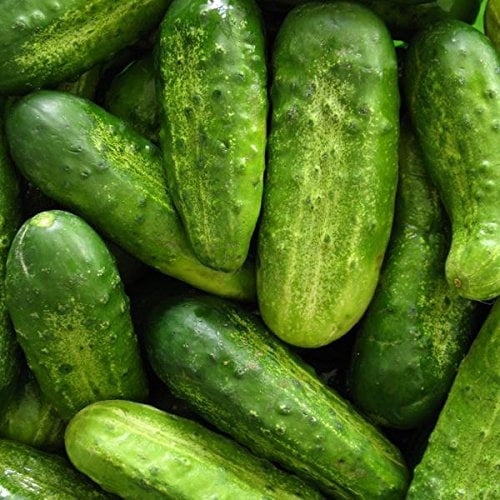 Palm Beach Medicinal Herbs - Homemade AIS1 Pickling Cucumber - Packet ...