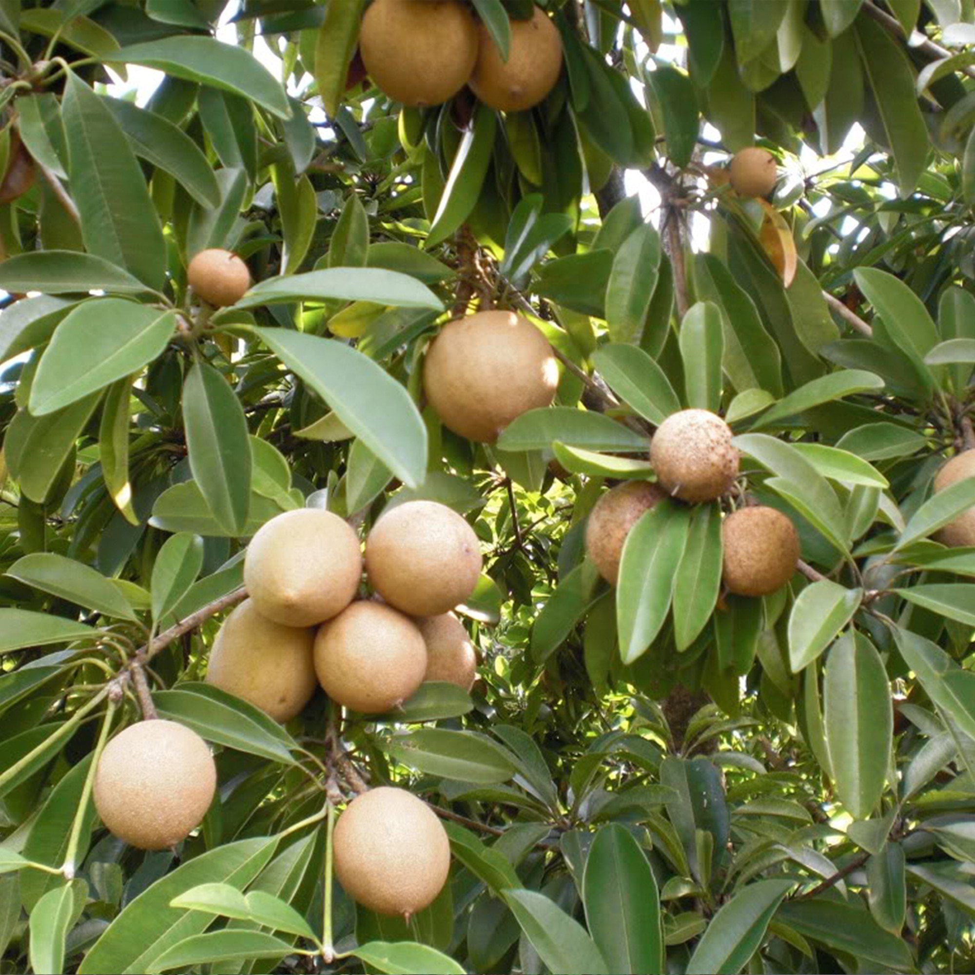 Palm Beach Medicinal Herbs - Sapodilla ITL1 Tree (Manilkara zapota ...