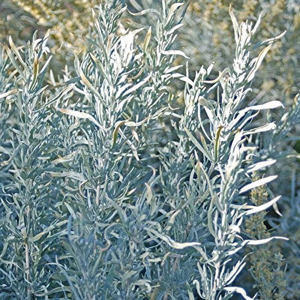 Silver Artemisia