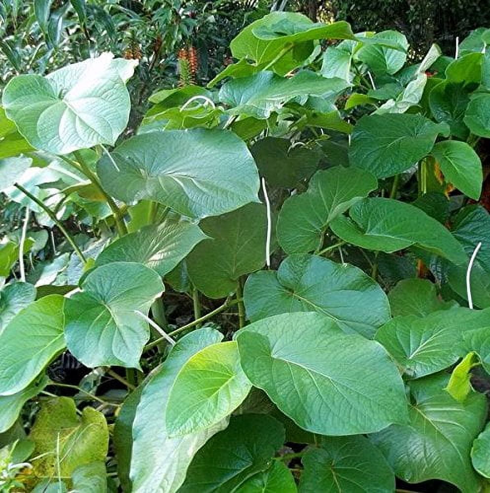 Mexican Pepper Leaf